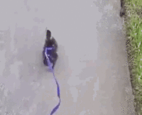 Leash GIFs - Get the best gif on GIFER