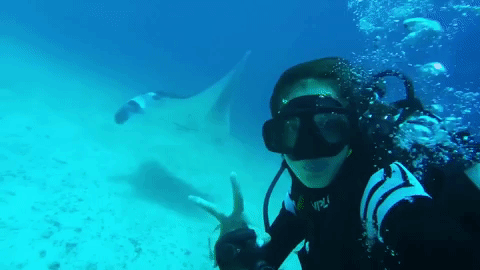 Scuba diving GIFs - Get the best gif on GIFER