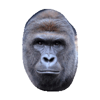 Harambe гифки, анимированные GIF изображения harambe - скачать гиф ...