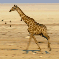 Africas GIFs - Get the best gif on GIFER