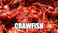 Crawfish GIFs - Get the best gif on GIFER