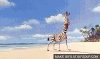 Zebra GIFs - Get the best gif on GIFER