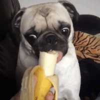 Pugs GIFs - Get the best gif on GIFER