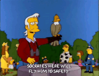 Falconry GIFs - Get the best gif on GIFER