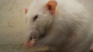 Lab rats GIF - Conseguir o melhor gif em GIFER