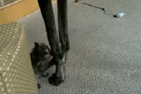 Ankle GIFs - Get the best gif on GIFER