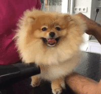 Salon GIFs - Get the best gif on GIFER