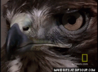 Hawks GIFs - Get the best gif on GIFER