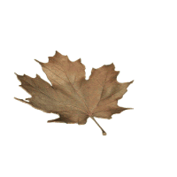 Leaf GIFs - Get the best gif on GIFER
