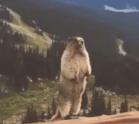 Marmot GIFs - Get the best gif on GIFER