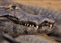 Crocodile GIFs - Get the best gif on GIFER