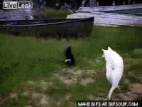 Skunk GIFs - Get the best gif on GIFER