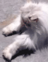 Persian cat GIF - Conseguir o melhor gif em GIFER