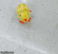 Cheep GIFs - Get the best gif on GIFER
