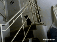 Railings GIFs - Get the best gif on GIFER
