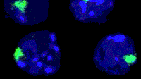 Chromosome GIFs - Get the best gif on GIFER