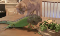 Lizard GIFs - Get the best gif on GIFER