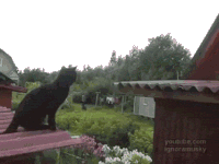 Jumping GIFs - Get the best gif on GIFER