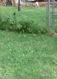 Postman GIFs - Get the best gif on GIFER