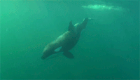 Orca GIFs - Get the best gif on GIFER