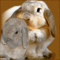 Snuggle GIFs - Get the best gif on GIFER