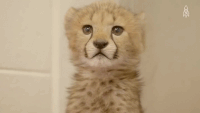 Cheetah GIFs - Get the best gif on GIFER