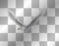 Seagulls GIFs - Get the best gif on GIFER