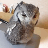 Attention GIFs - Obtenez le meilleur gif sur GIFER