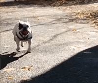 Frenchie GIFs - Get the best gif on GIFER