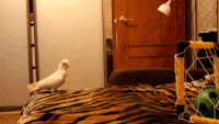 Cockatoo GIFs - Get the best gif on GIFER