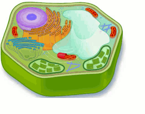 Plant cell GIFs - Get the best gif on GIFER