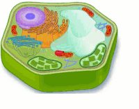 Cell GIFs - Get the best gif on GIFER