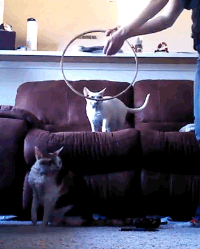 Tamer GIFs - Get the best gif on GIFER