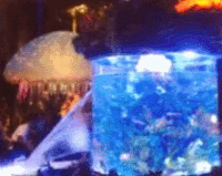 Disneyfish GIFs - Get the best gif on GIFER