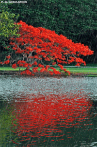 Lluvia GIFs - Get the best gif on GIFER