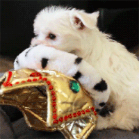 Maltese GIFs - Get the best gif on GIFER