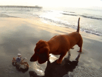 Teckel GIFs - Get the best gif on GIFER