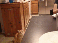 Custard GIFs - Get the best gif on GIFER