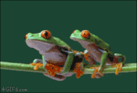 Frog GIFs - Get the best gif on GIFER