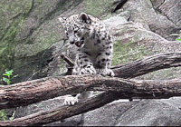 Leopard GIFs - Get the best gif on GIFER