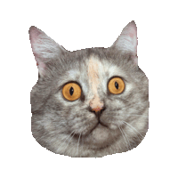 Shocked cat GIFs - Get the best gif on GIFER