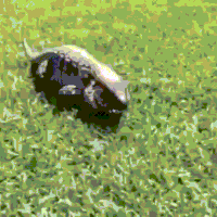 Lizard GIFs - Get the best gif on GIFER