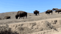 Bison GIFs - Get the best gif on GIFER