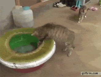 Octocat GIFs - Get the best gif on GIFER