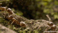 Ant GIFs - Get the best gif on GIFER
