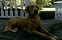 Goosebumps GIFs - Get the best gif on GIFER