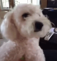 Notification GIFs - Get the best gif on GIFER