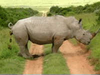 Rhinoceros GIFs - Get the best gif on GIFER