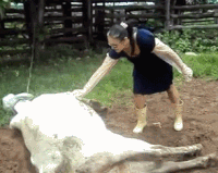 Mongoose GIFs - Get the best gif on GIFER
