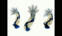 Developmental GIFs - Get the best gif on GIFER
